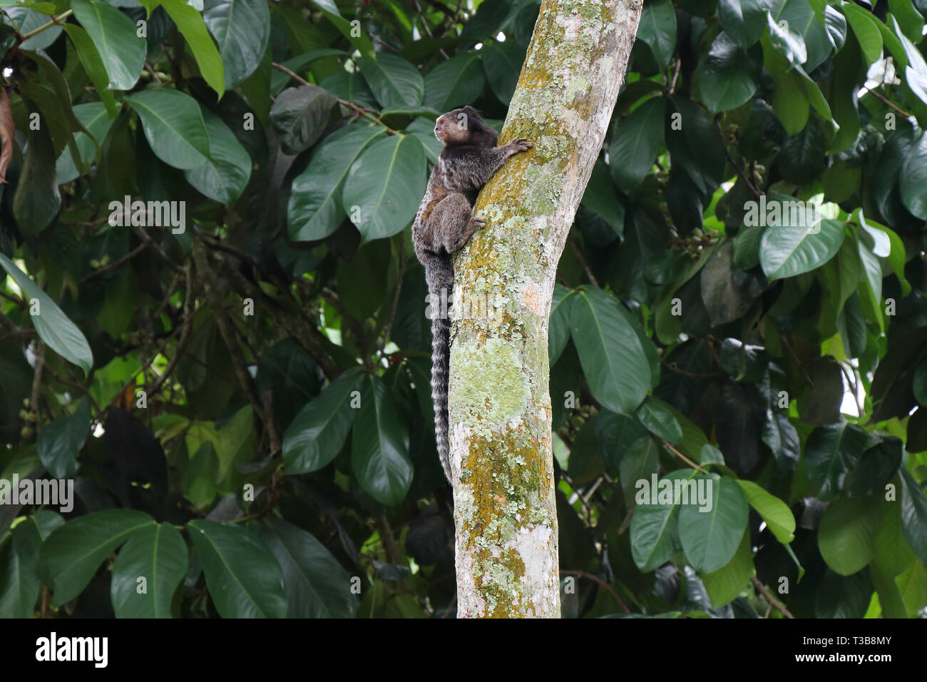 Rio de janeiro animal hi-res stock photography and images - Alamy