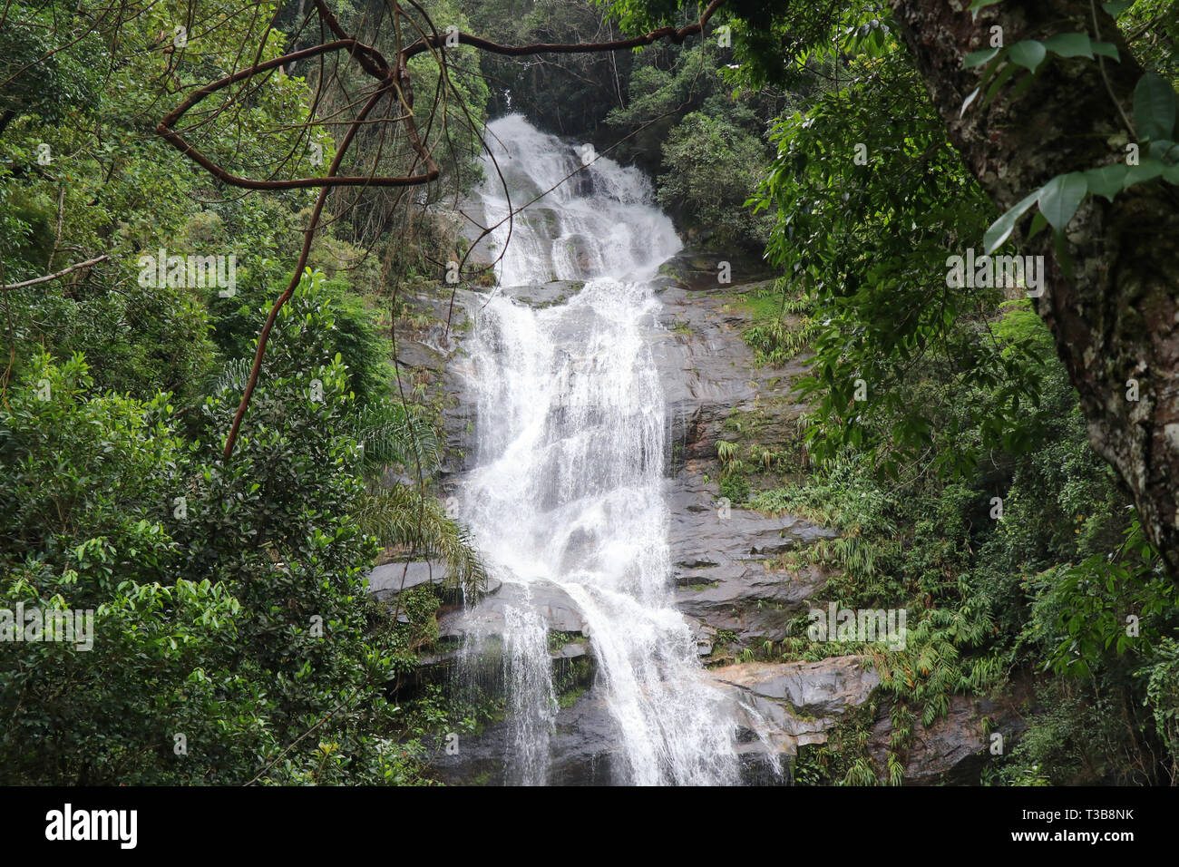 Rain forest close to Rio de Janeiro Stock Photo - Alamy