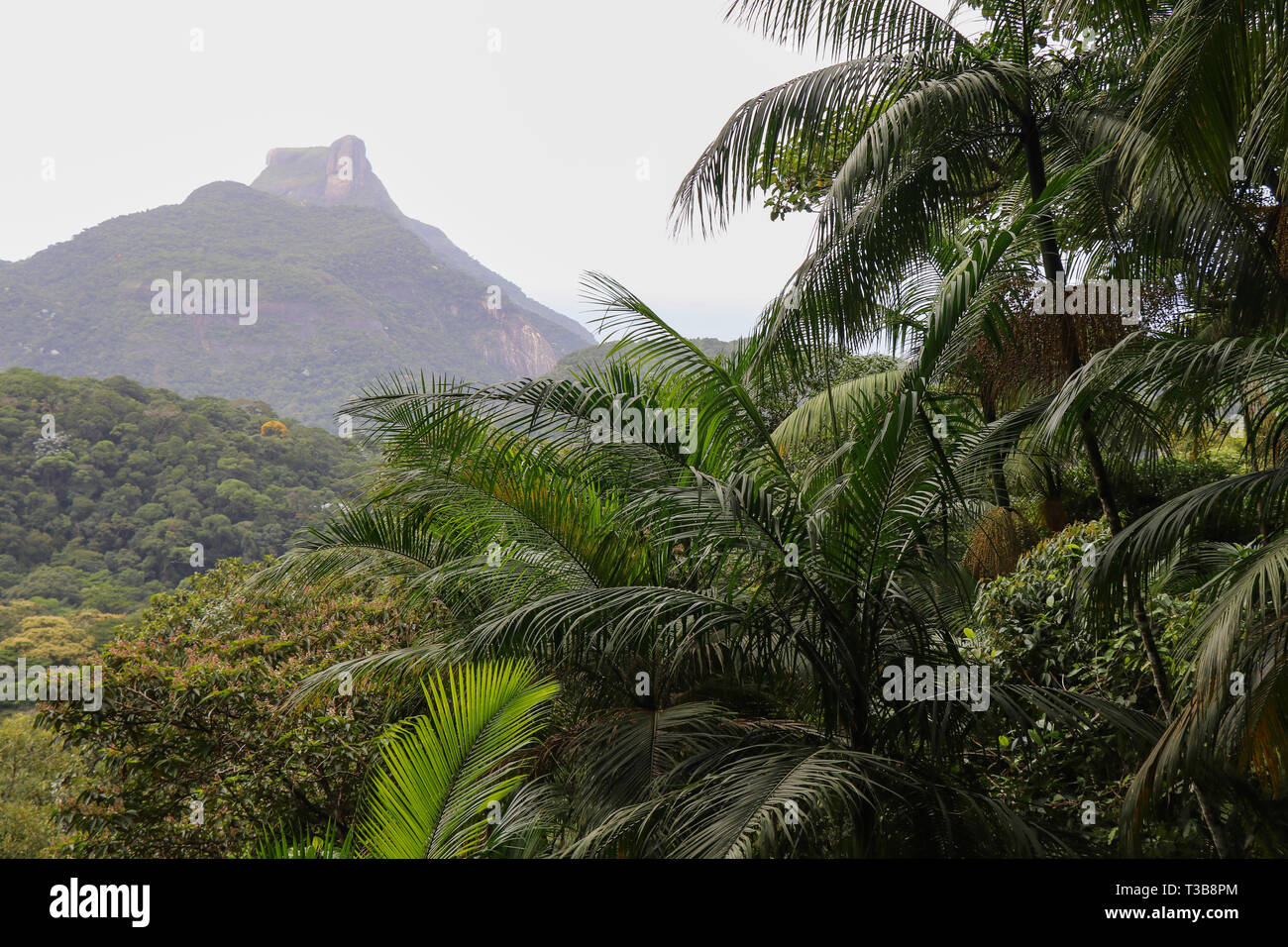 Rain forest close to Rio de Janeiro Stock Photo - Alamy