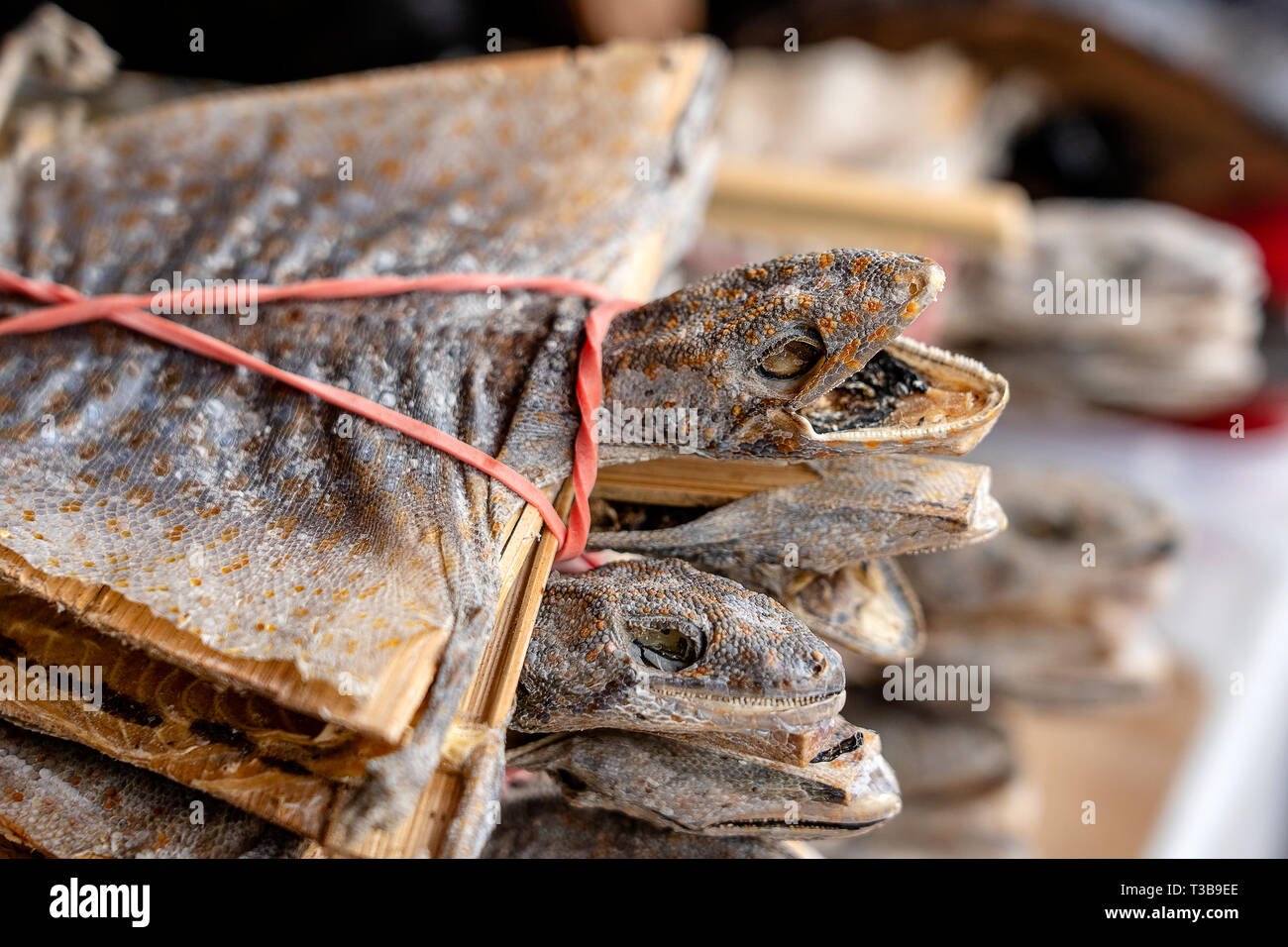 Dried gecko selling for medical purposes in chinese pharmacy ...