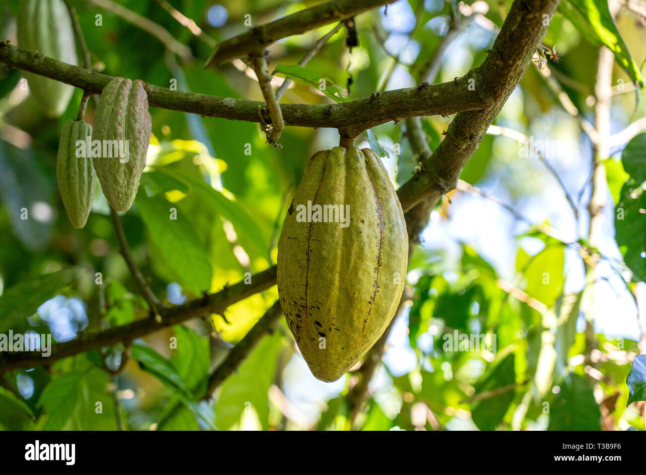 Cocoa tree bali hi-res stock photography and images - Alamy