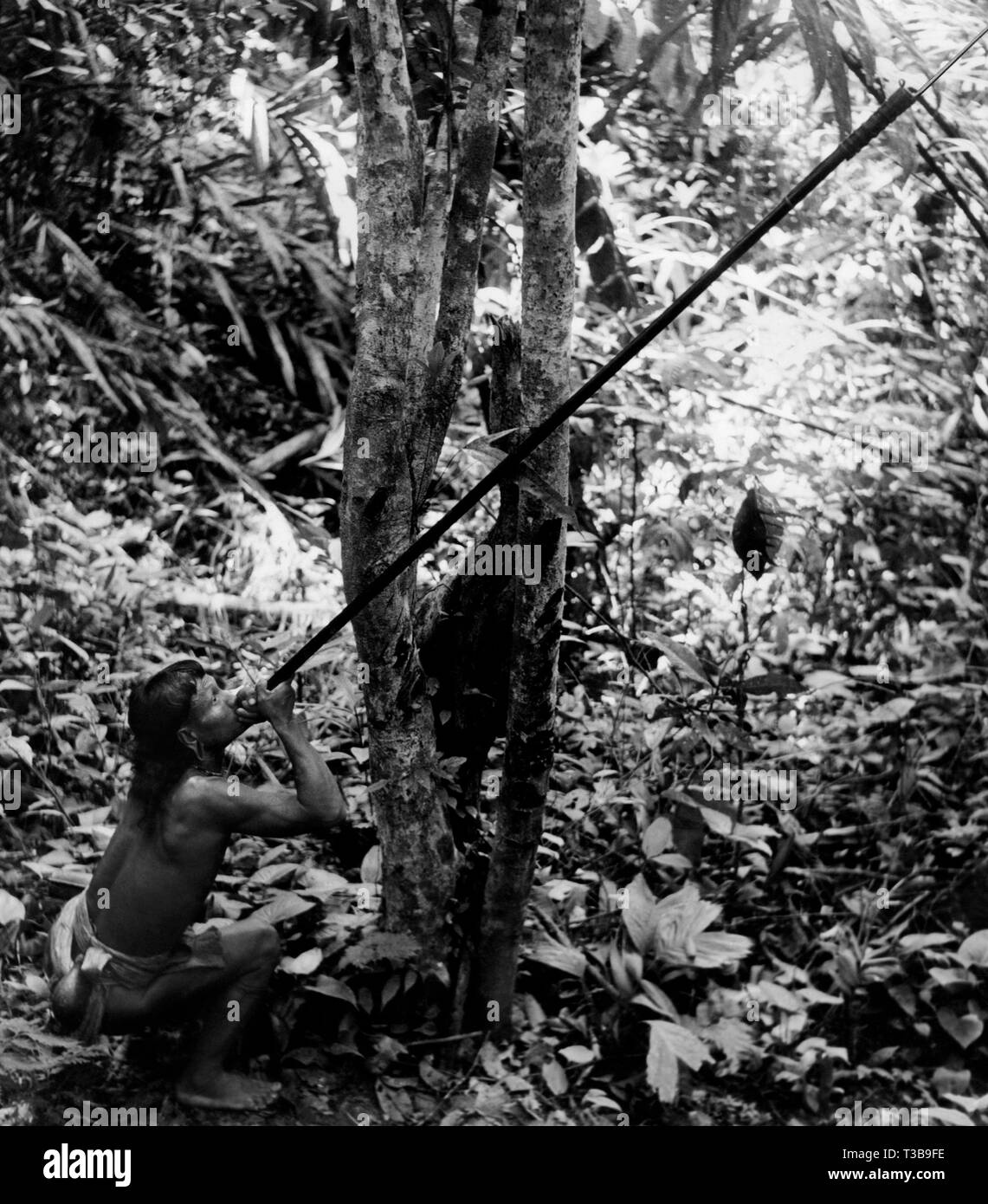British Asia, Borneo, a native hunting with a long blowgun, 1955 Stock ...