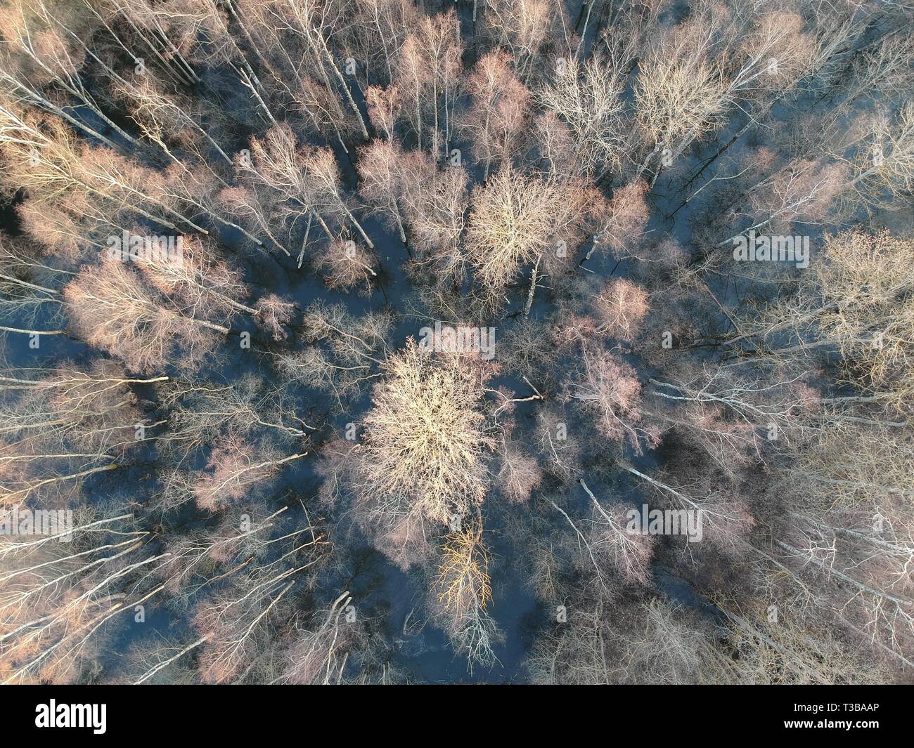 Top view of the flooded trees with water. Flood in the forest in spring ...