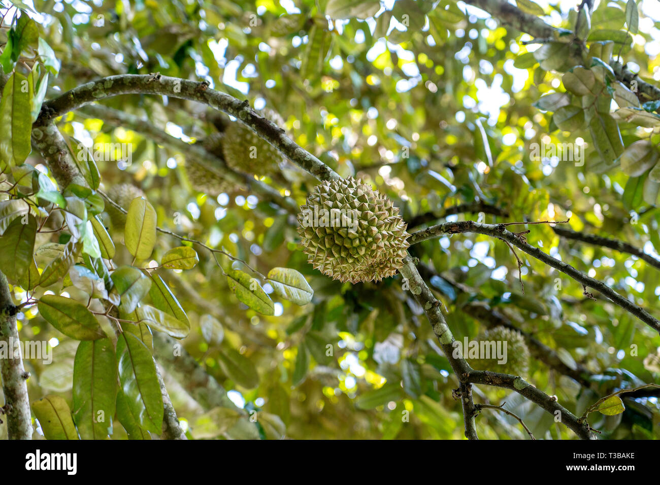 Durian shape hi-res stock photography and images - Alamy