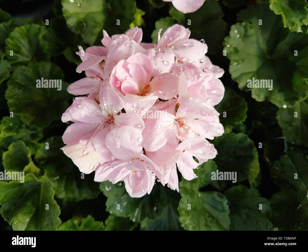 Pink geranium flower Stock Photo - Alamy
