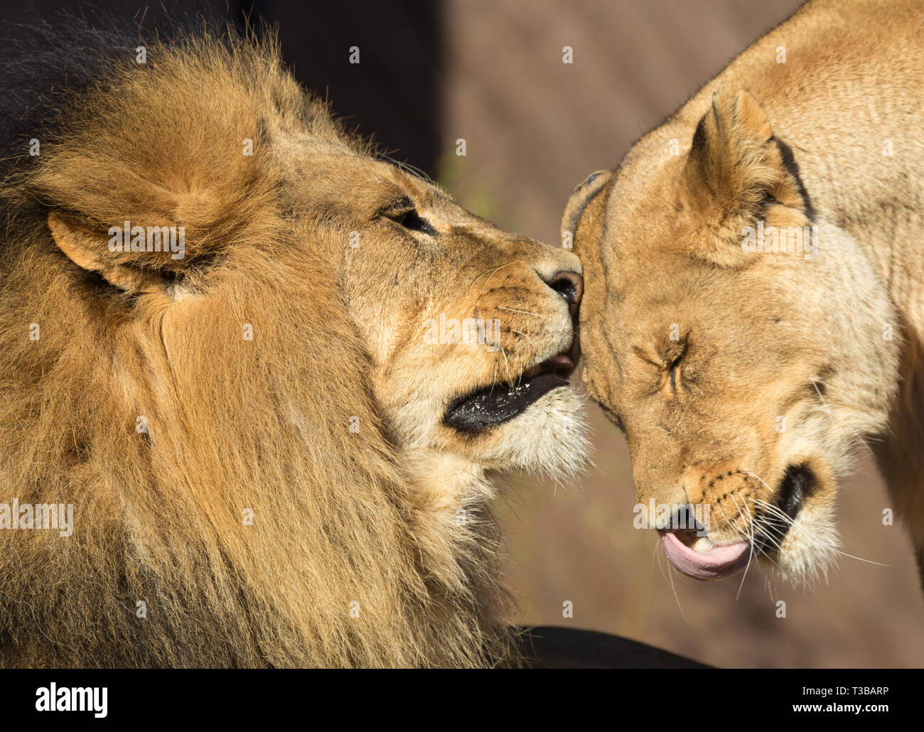 Lions Nuzzling