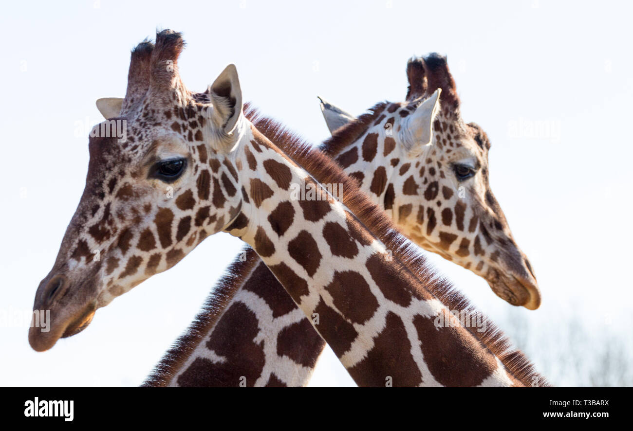 A pair of Giraffes crossing, heads only Stock Photo - Alamy