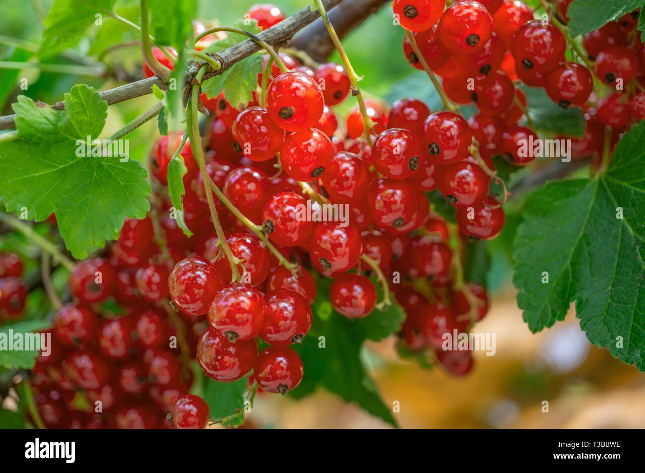 Healthy redcurrant on bush in garden in summer day Stock Photo - Alamy