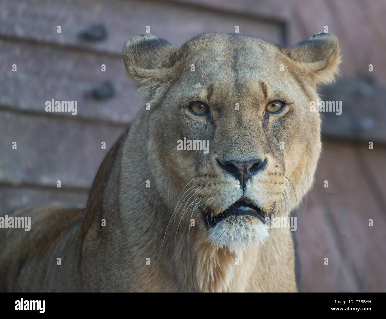 Lioness standing hi-res stock photography and images - Alamy