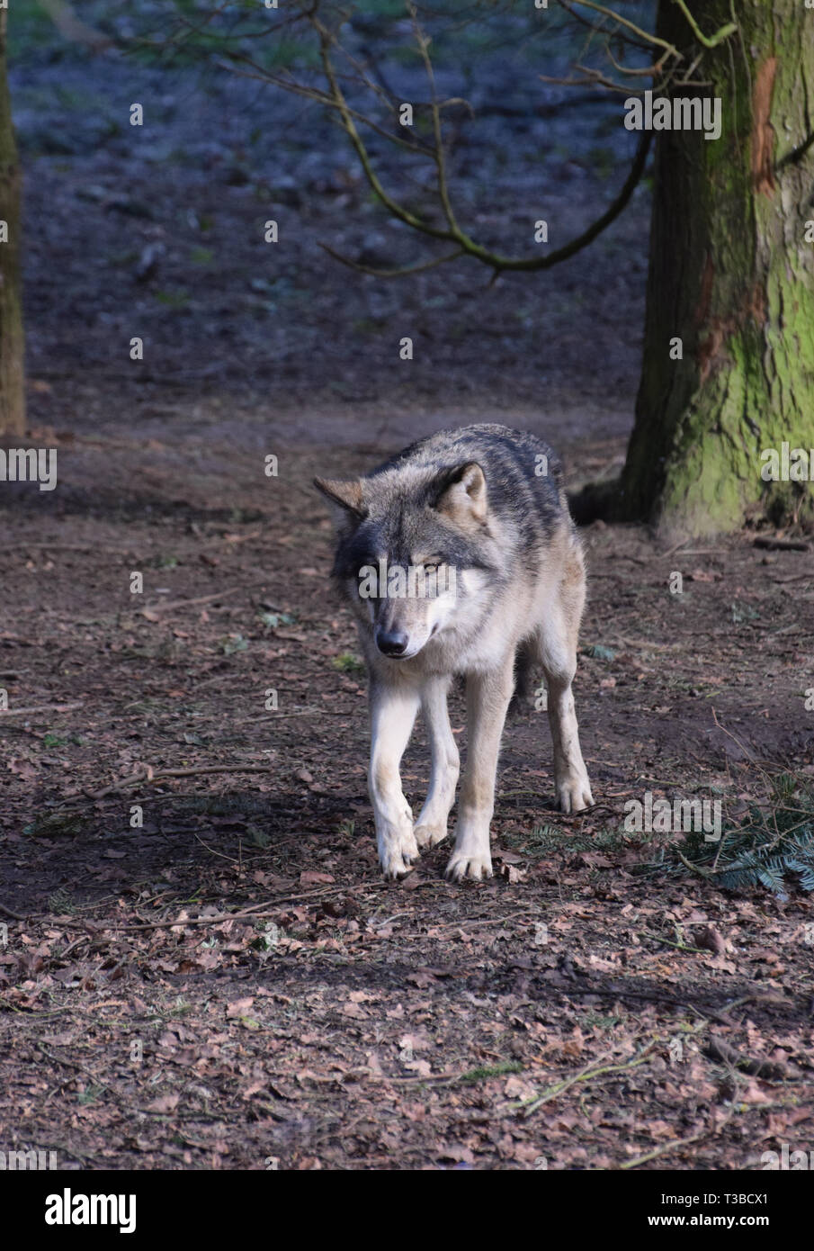 Wolves walking towards you hi-res stock photography and images - Alamy