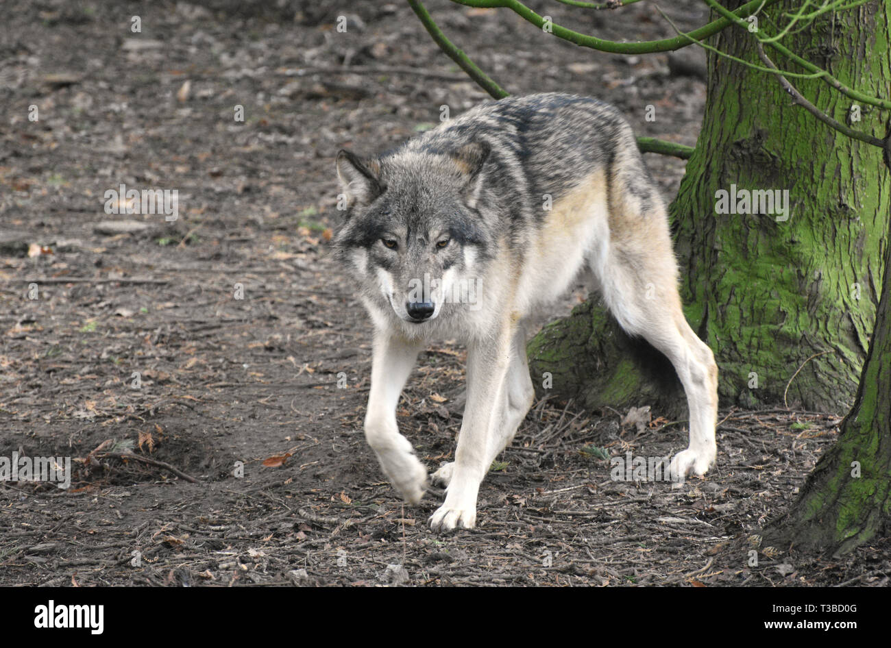 Trail through big trees hi-res stock photography and images - Alamy