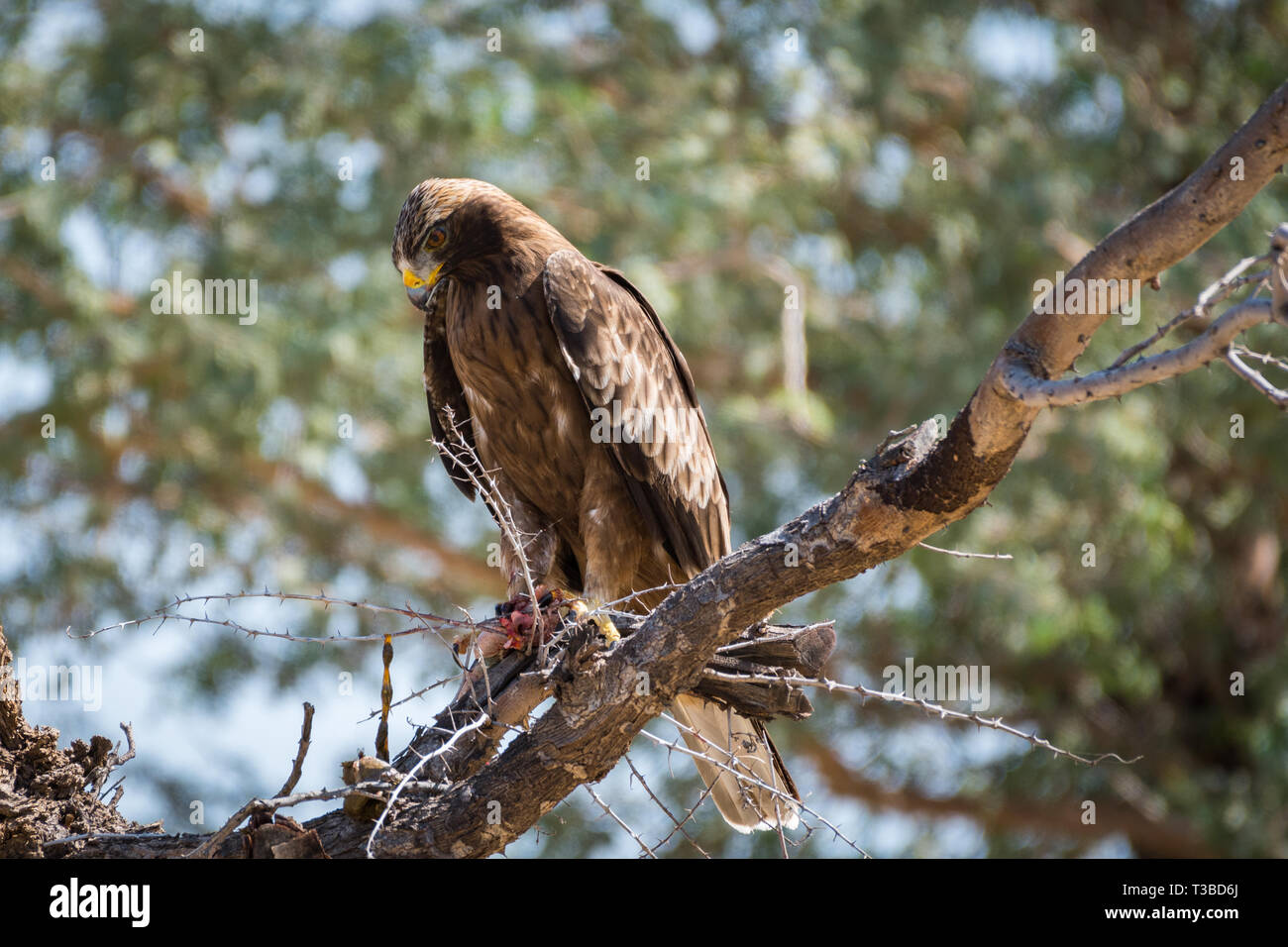 Booted eagle india hi-res stock photography and images - Alamy