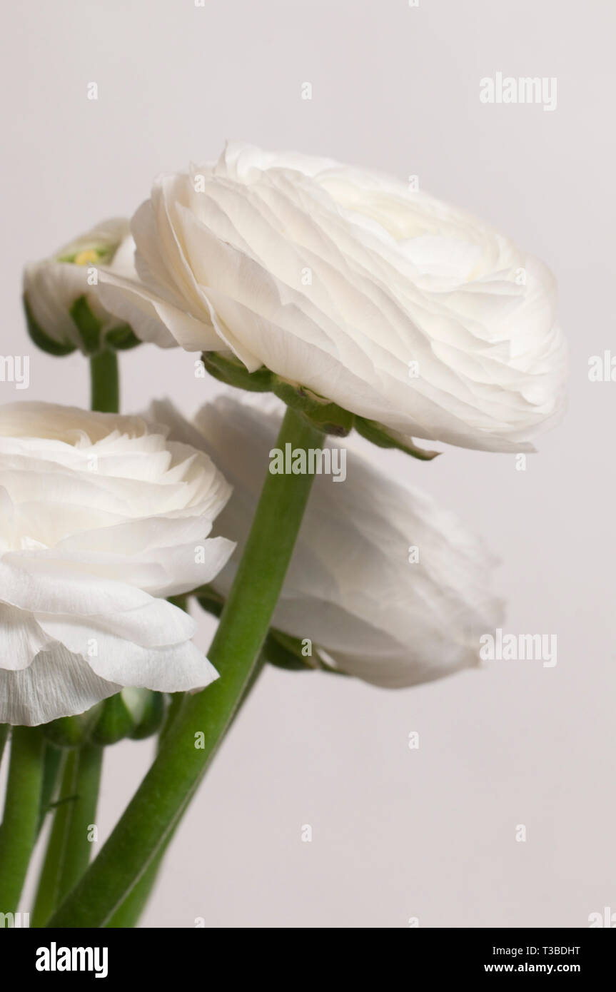 Ranunculus elegance green flower hi-res stock photography and images ...