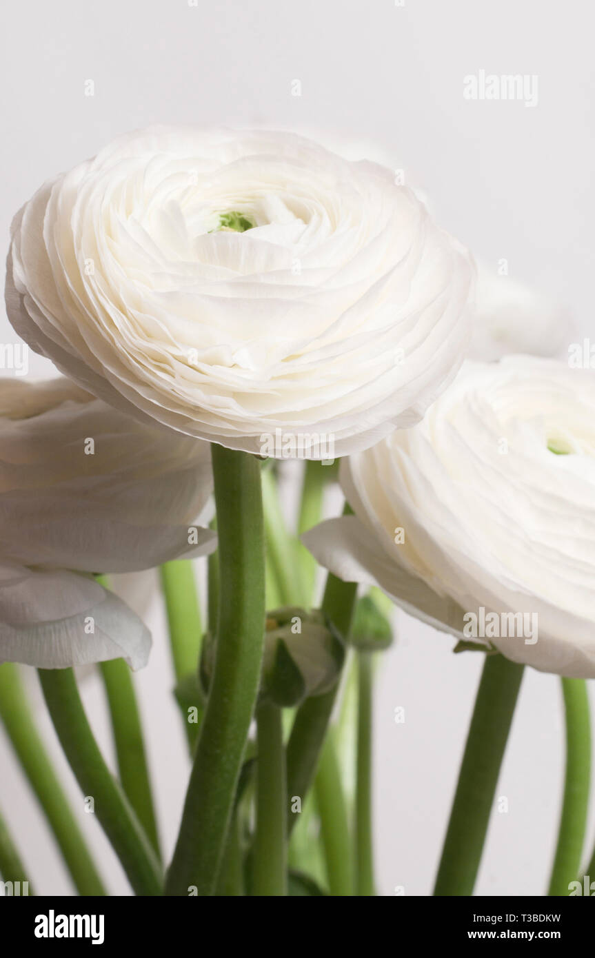 Ranunculus elegance green hi-res stock photography and images - Alamy