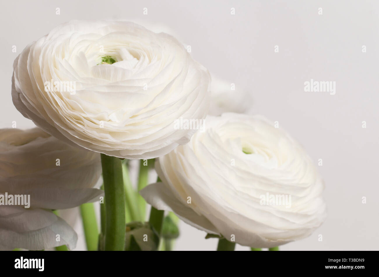 Ranunculus elegance green hi-res stock photography and images - Alamy