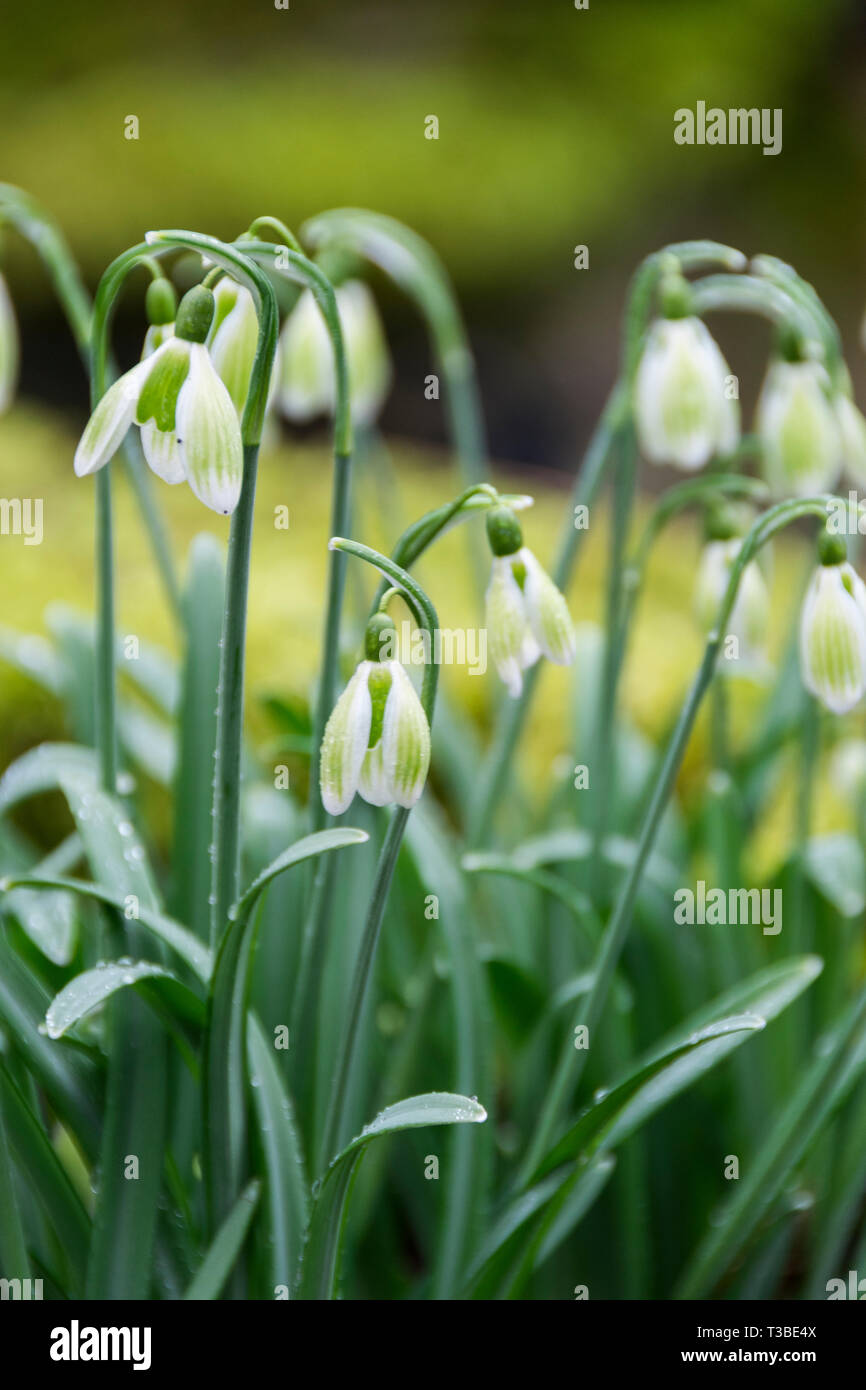 Snowdrops open garden hi-res stock photography and images - Alamy