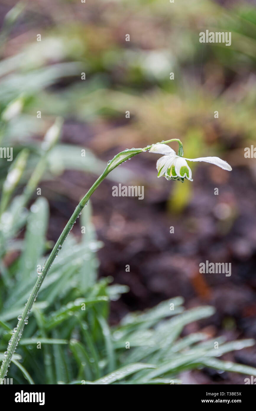 Snowdrops Open Garden High Resolution Stock Photography and Images - Alamy