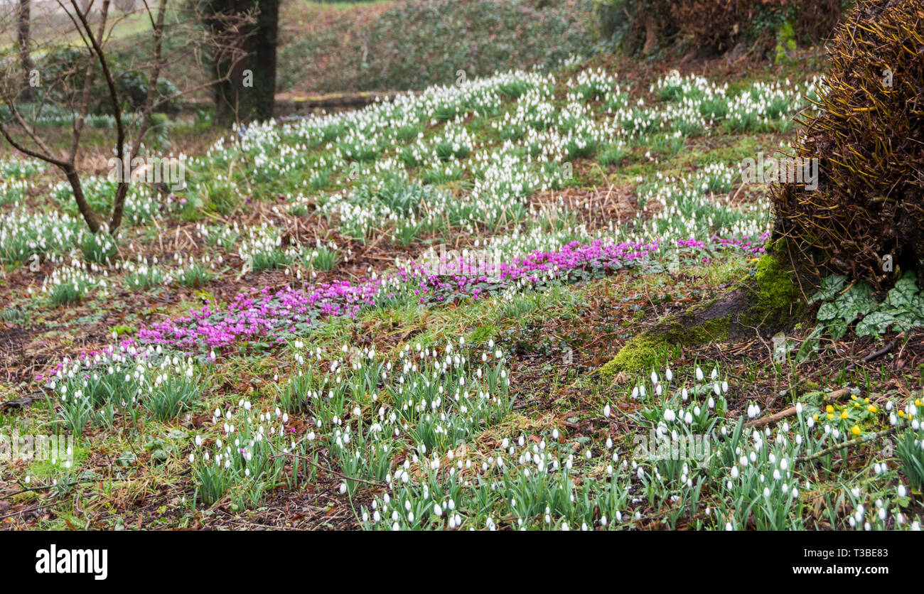 Snowdrops and pink cyclamen growing together in a woodland landscape ...