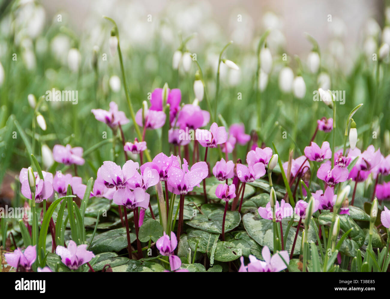 Snowdrops and pink cyclamen growing together in a woodland landscape ...