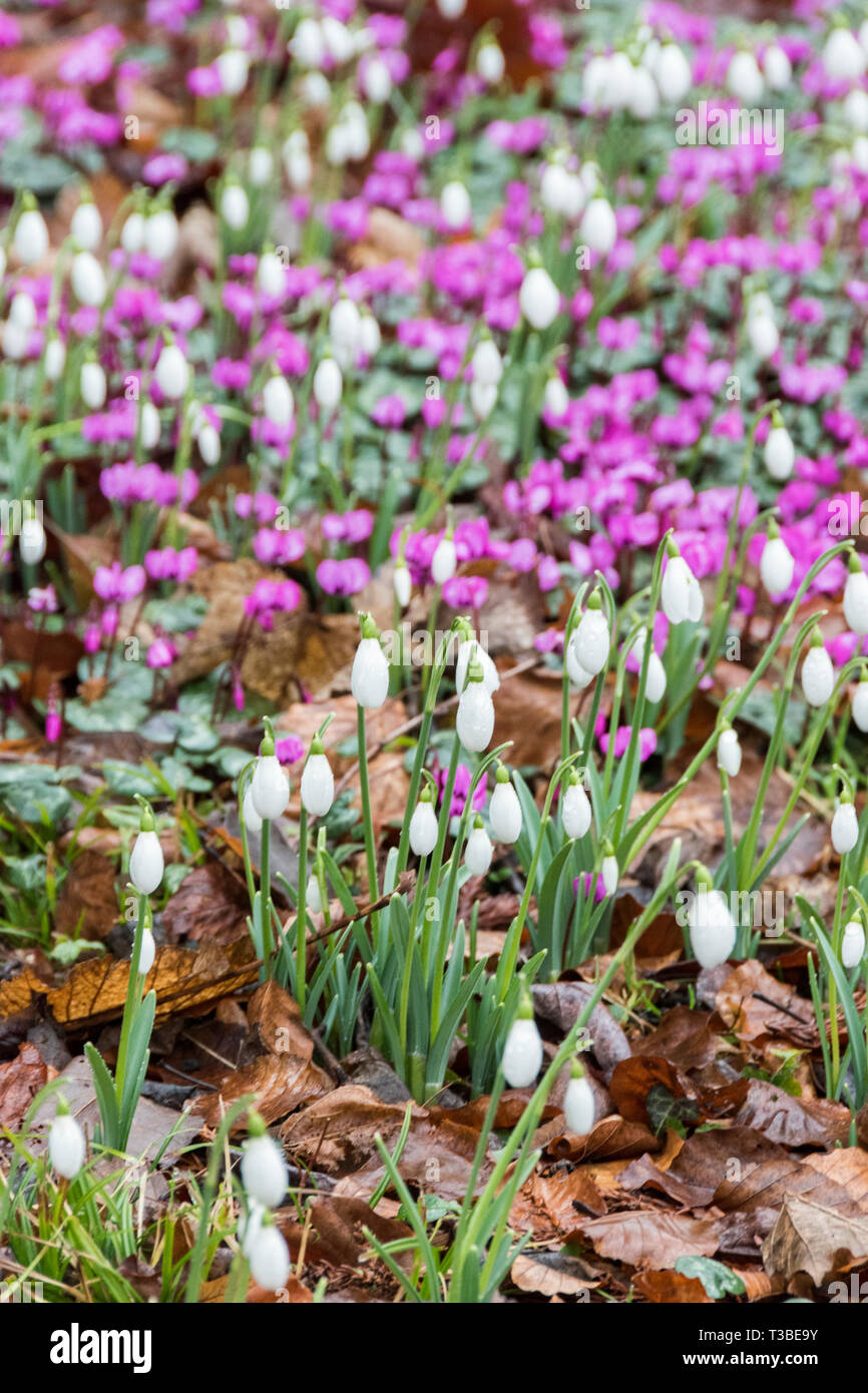 Snowdrops and pink cyclamen growing together in a woodland landscape ...