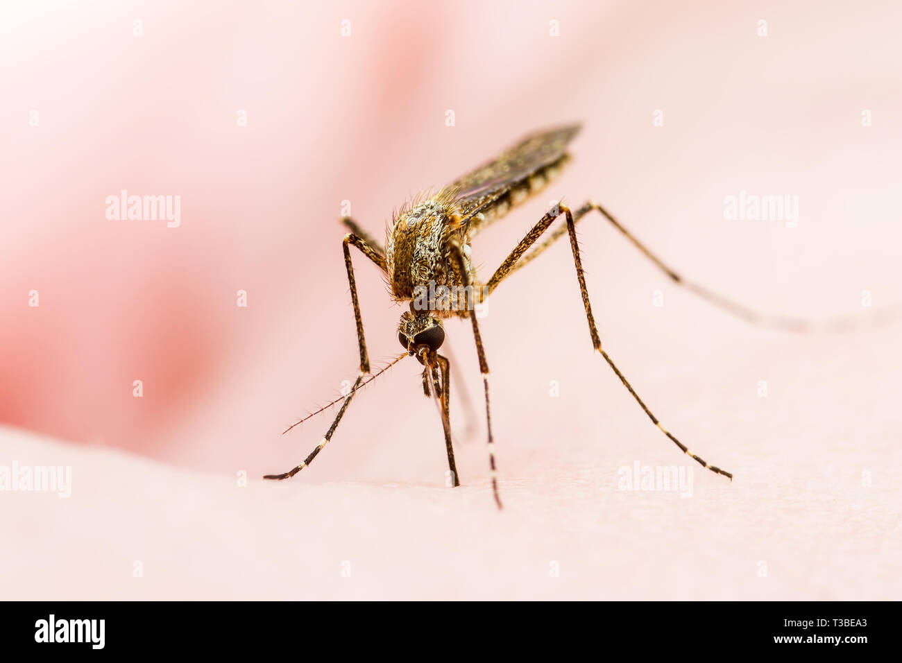 Yellow fever mosquito aedes aegypti hi-res stock photography and images ...