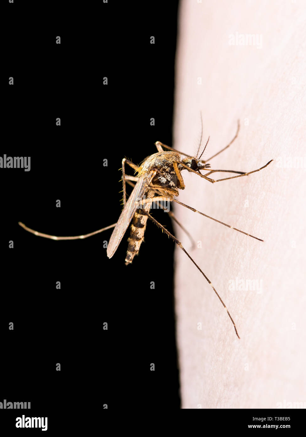 Yellow Fever, Malaria or Zika Virus Infected Mosquito Insect Bite ...