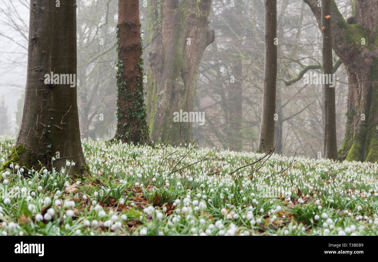 Naturalised plant hi-res stock photography and images - Alamy