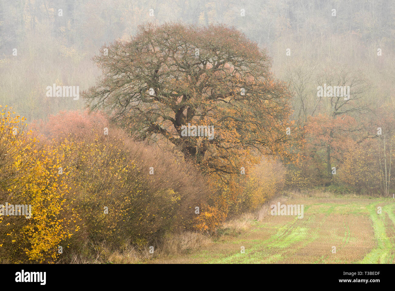 Mixed deciduous woodland beside The River Severn near Ironbridge in ...