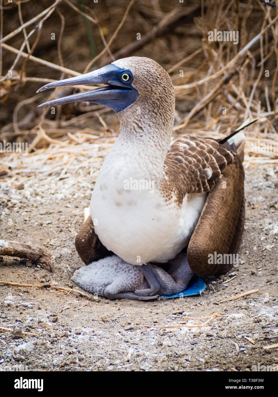 Blue foot gannet hi-res stock photography and images - Alamy