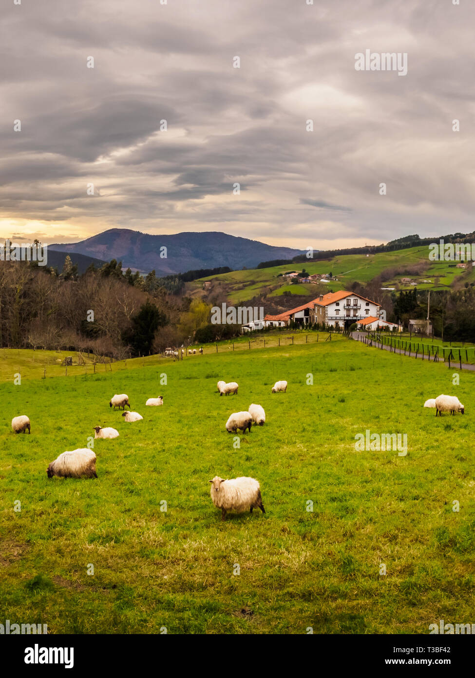 Farm house of the Basque Country with a flock of sheep on a cloudy day ...