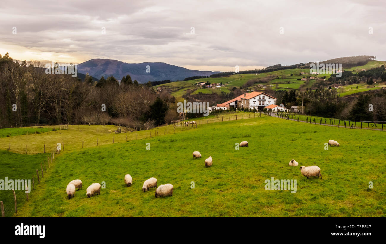 Basque sheep hi-res stock photography and images - Alamy