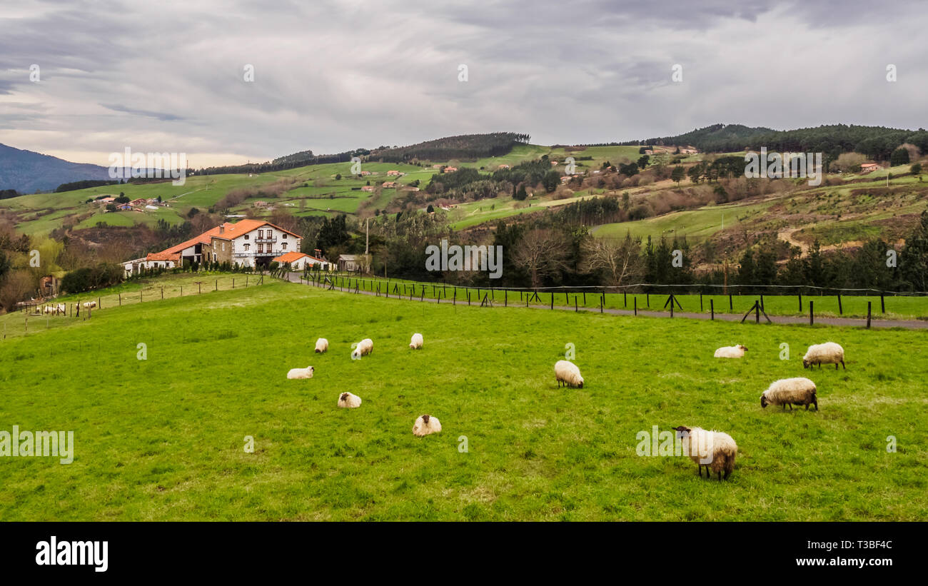 Farm house of the Basque Country with a flock of sheep on a cloudy day ...