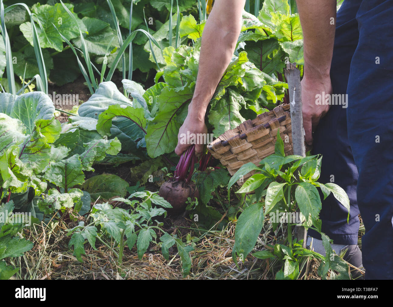 Farmer's hands picking red beets in the orchard Stock Photo - Alamy