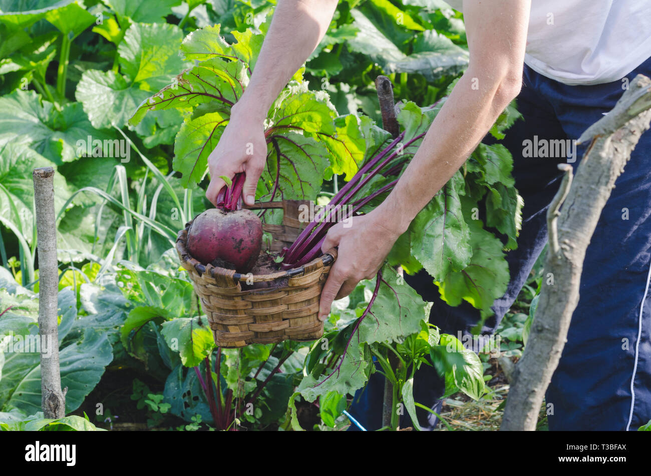 Farmer's hands picking red beets in the orchard Stock Photo - Alamy