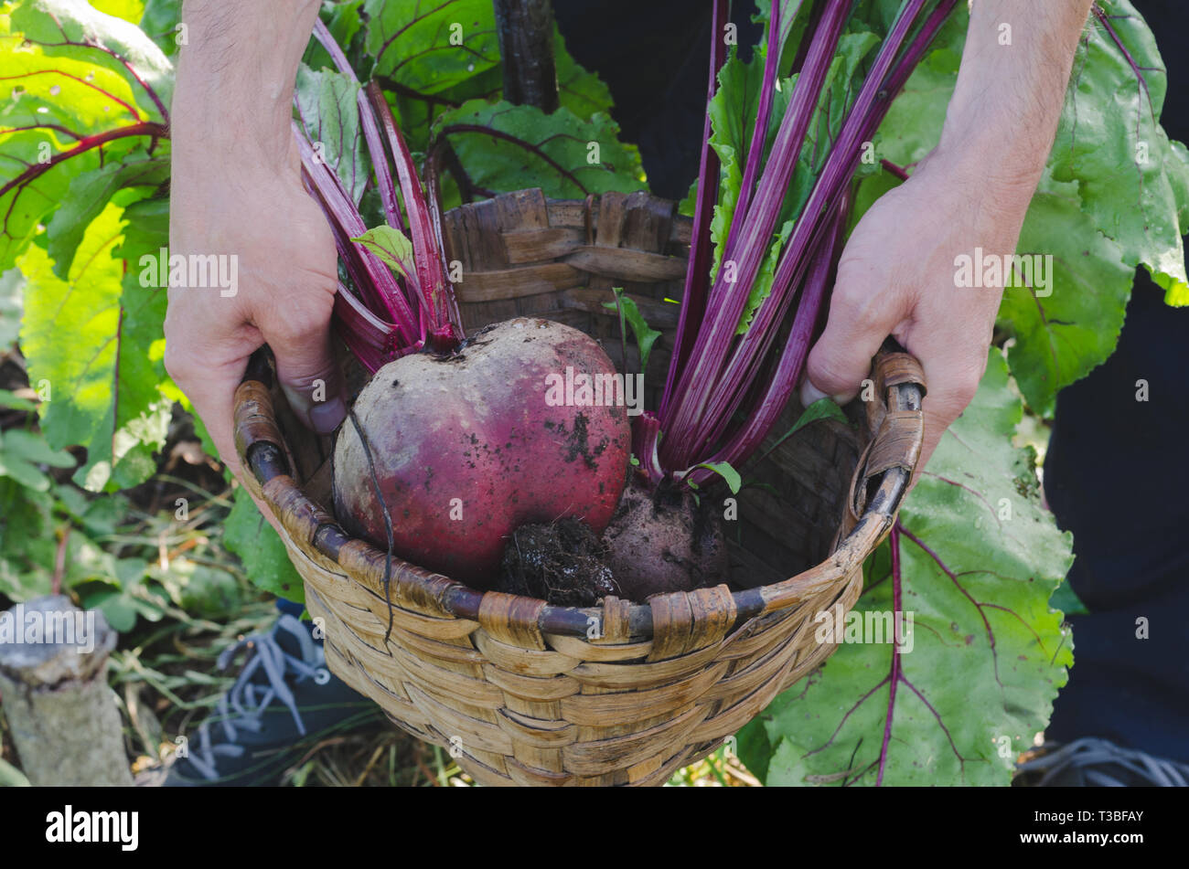 Farmer's hands picking red beets in the orchard Stock Photo - Alamy