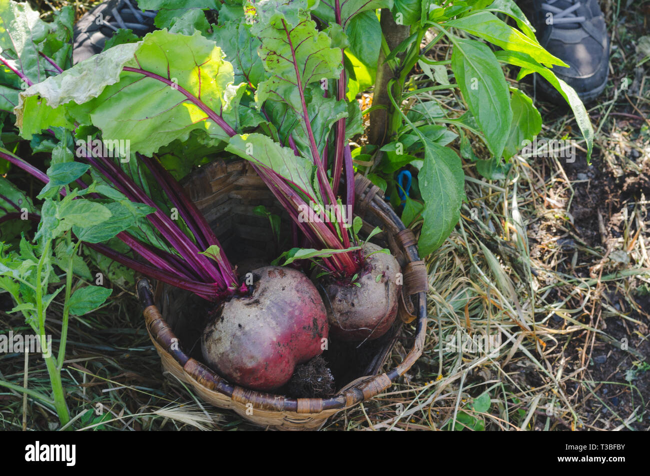 Beet leave hi-res stock photography and images - Alamy