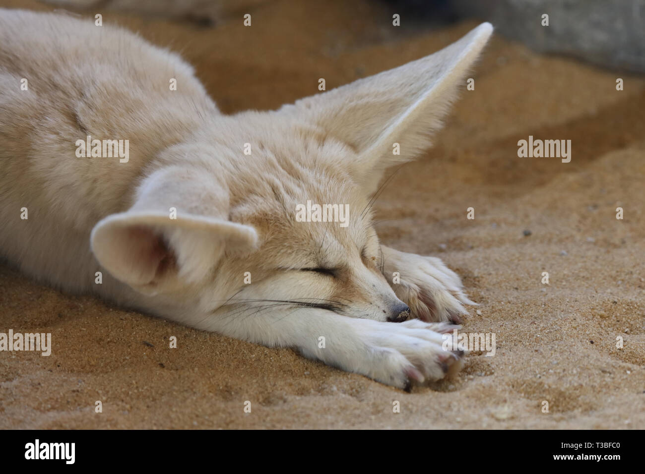 Fennek oder Wüstenfuchs / Fennec Fox / Vulpes zerda - Fennecus zerda ...