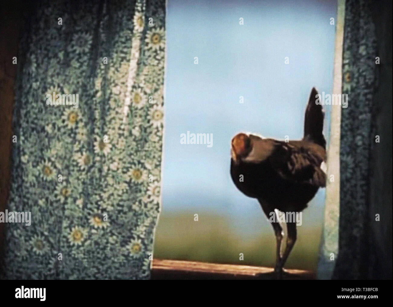 A chicken on a windowsill Stock Photo - Alamy