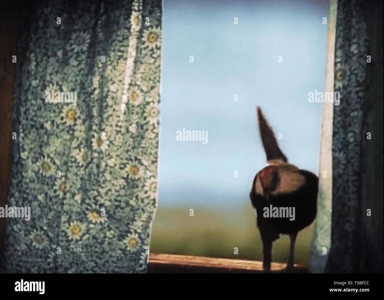 A chicken on a windowsill Stock Photo - Alamy