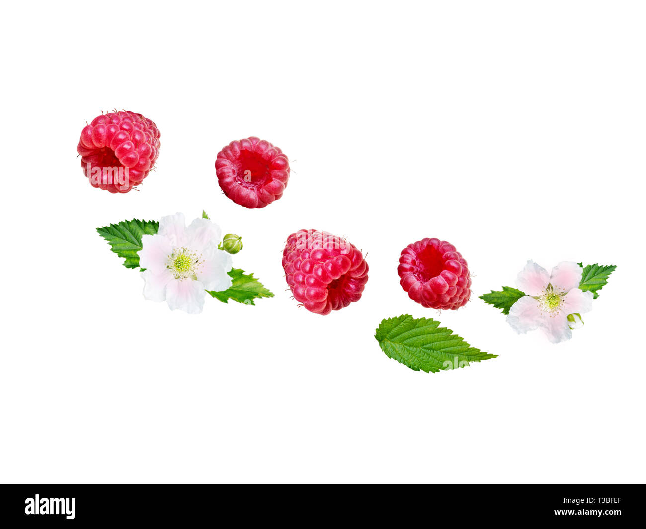 Flying raspberry wave. Ripe and juicy red berries, fresh leaves and ...