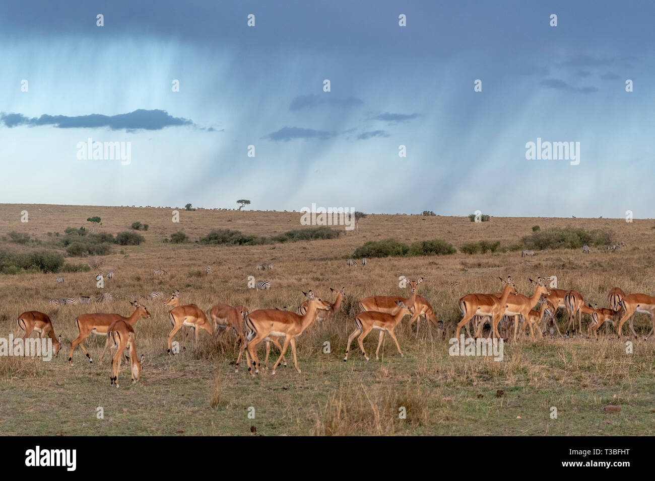 Female group herd impala hi-res stock photography and images - Alamy