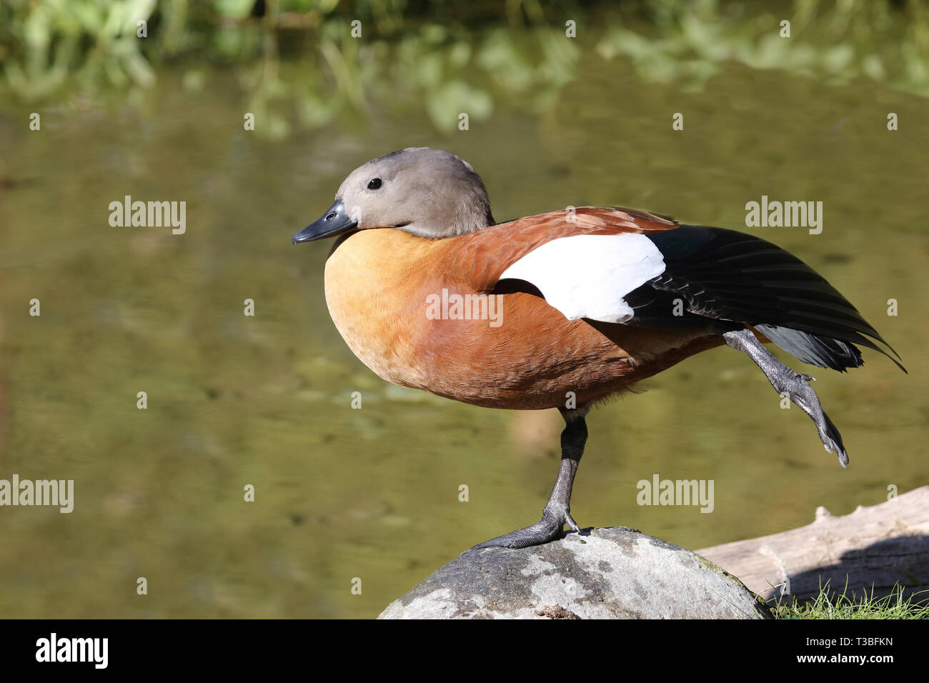 African cape shelduck hi-res stock photography and images - Alamy