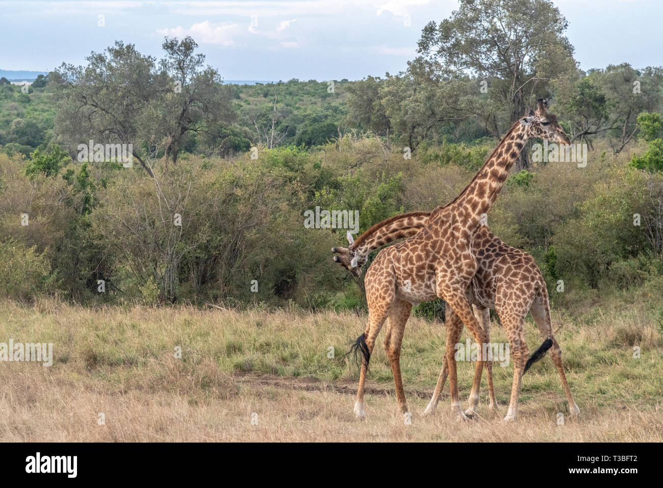 Male and female Giraffe love making in Maasai Mara Stock Photo - Alamy