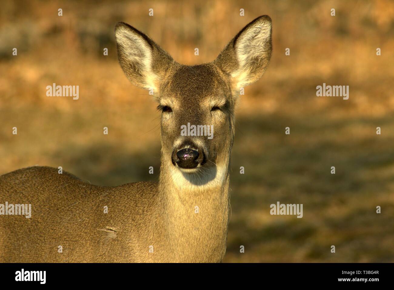 A Doe With Closed Eyes, Enjoying The Warmth Of The Sun Stock Photo - Alamy