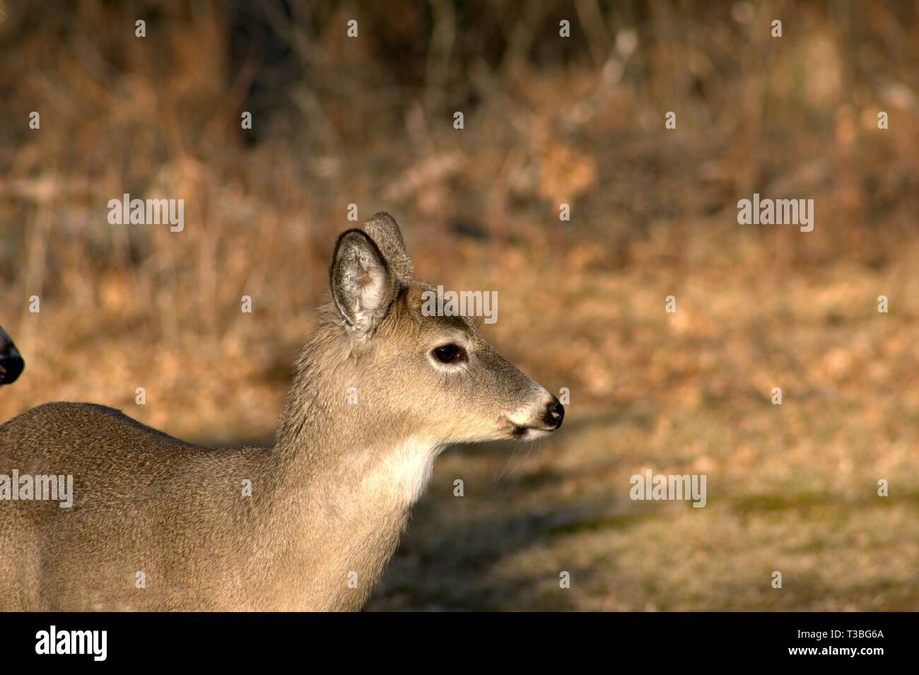 Profile Of A Small Yearling Stock Photo - Alamy