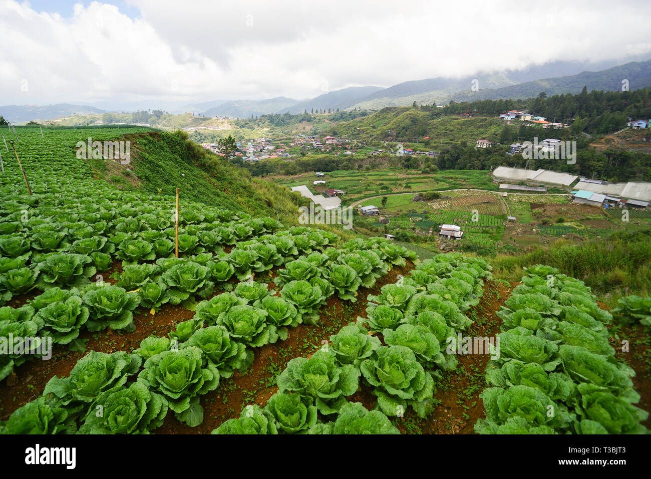 Green refreshing view of vegetable farm over mountain range in ...