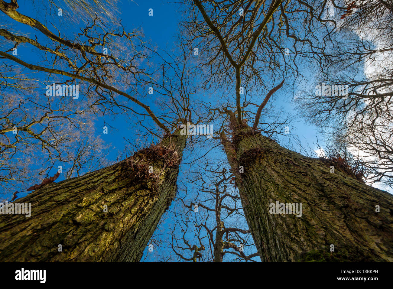 View up the trunks of two large trees Stock Photo - Alamy