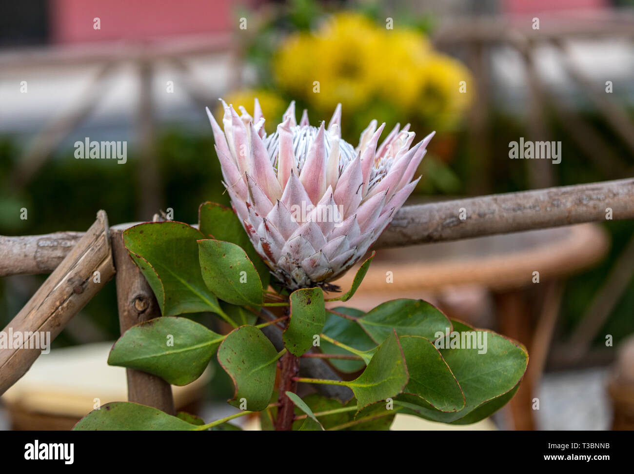 King protea or protea cynaroides the national flower of South Africa ...