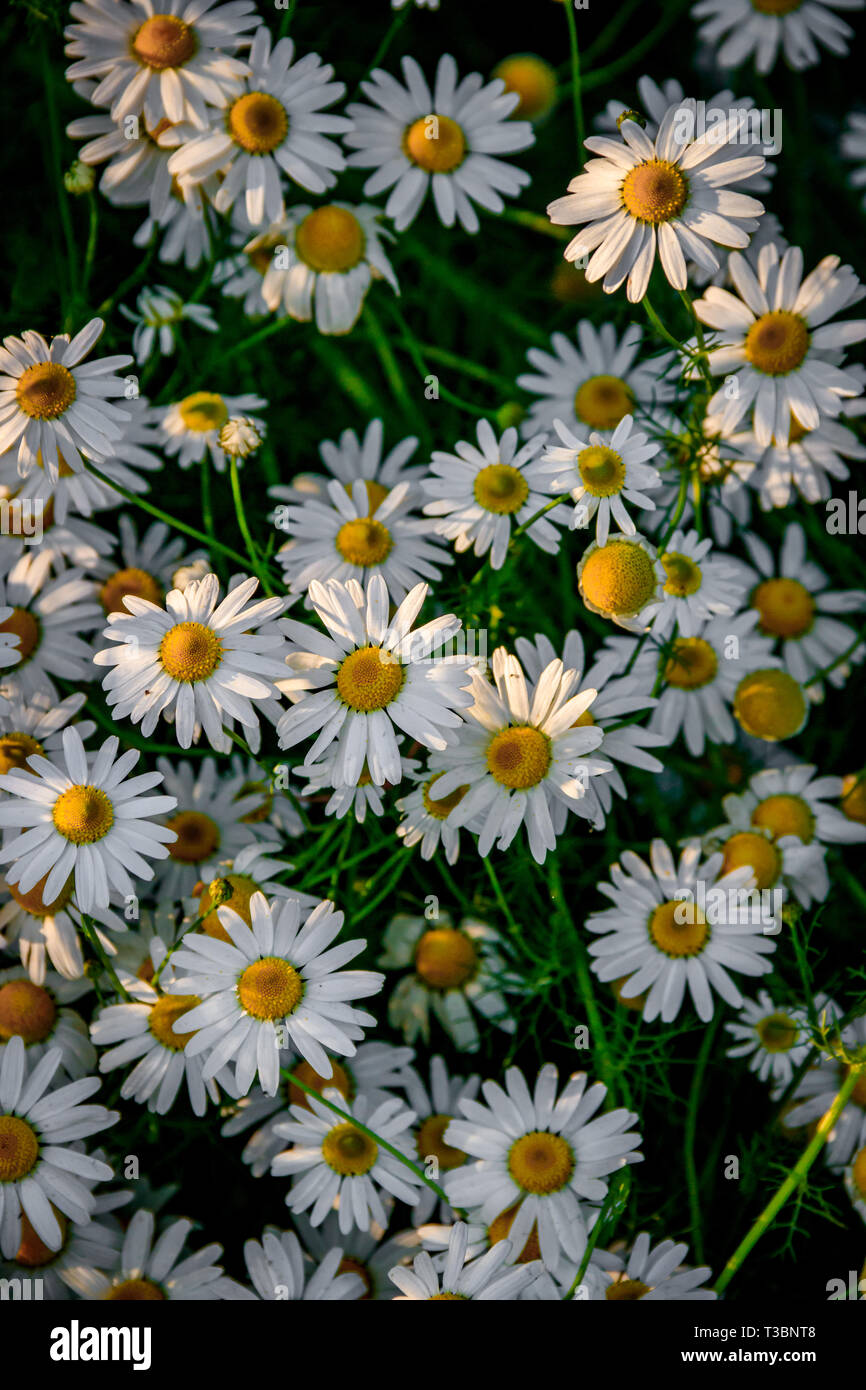 Japanese daisies hi-res stock photography and images - Alamy