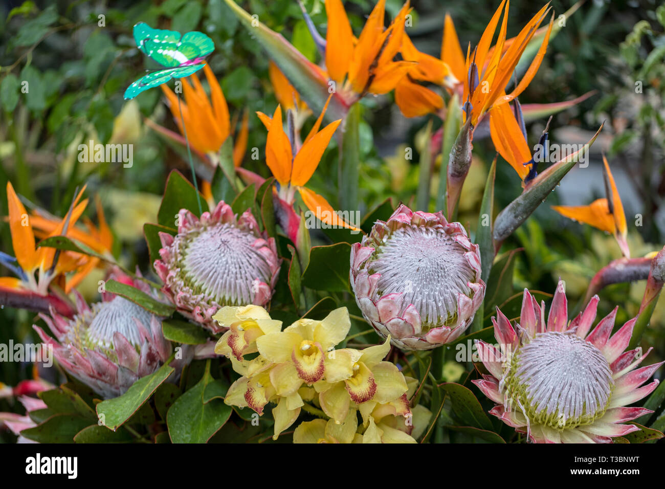 Beauty floristic decoration with colorful tropical flowers Stock Photo ...